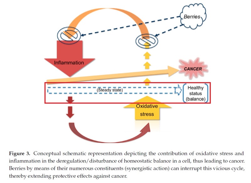 마퀴 베리(Maqui berry) 안토시아닌 표준화 추출물 Delphinol과 MaquiBright 그리고 정향(clove ...