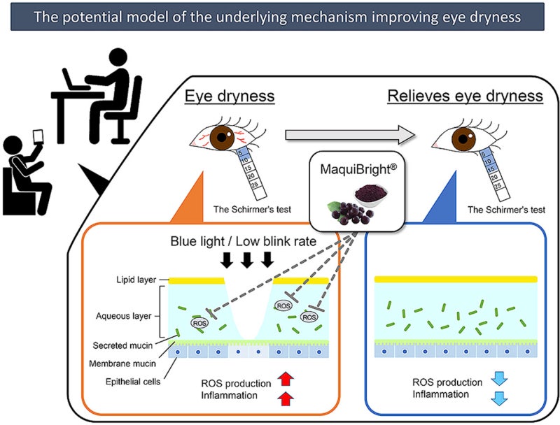 마퀴 베리(Maqui berry) 안토시아닌 표준화 추출물 Delphinol과 MaquiBright 그리고 정향(clove ...