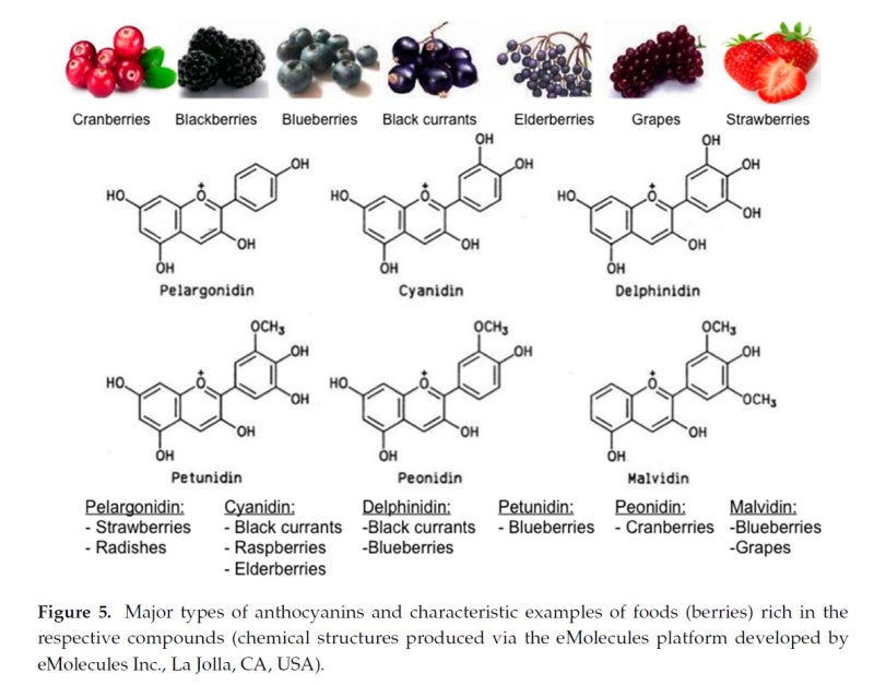 마퀴 베리(Maqui berry) 안토시아닌 표준화 추출물 Delphinol과 MaquiBright 그리고 정향(clove ...