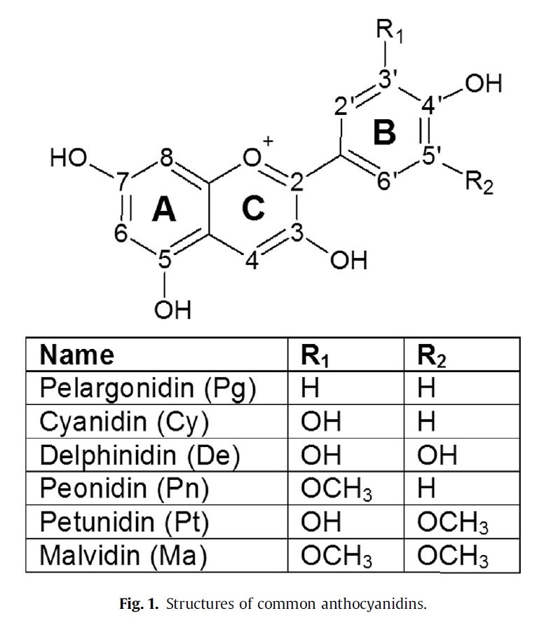 마퀴 베리(Maqui berry) 안토시아닌 표준화 추출물 Delphinol과 MaquiBright 그리고 정향(clove ...