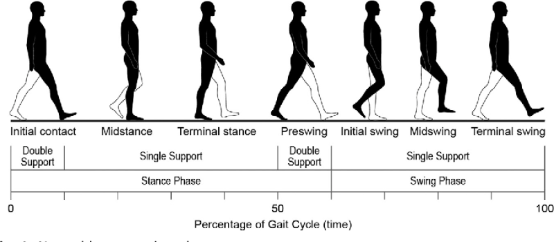 족부학 7 보행주기gait Cycle 네이버 블로그