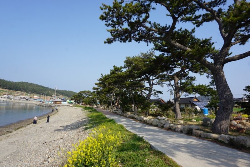 청산도 여행 유채꽃 개화현황과 슬로걷기 축제전의 풍경 네이버 블로그