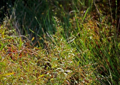 Ludwigia Prostrata