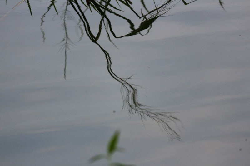 남양주:물의정원/황화코스모스(노랑코스모스)금빛물결이 장관입니다♡♡ : 네이버 블로그