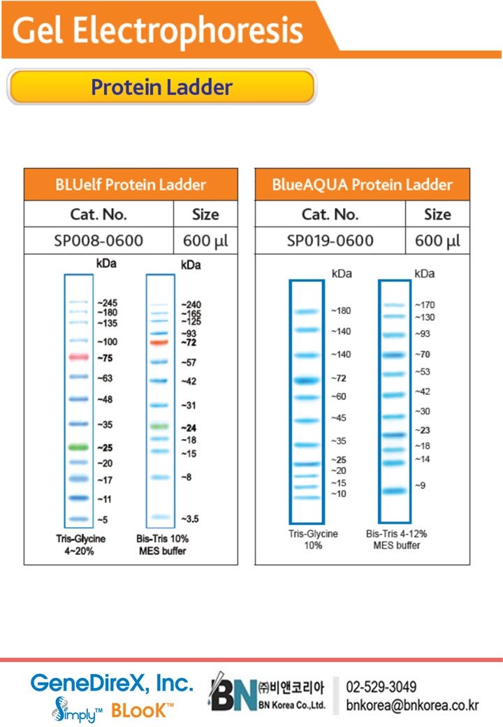[GeneDireX] Protein Ladder (Marker) : 네이버 블로그