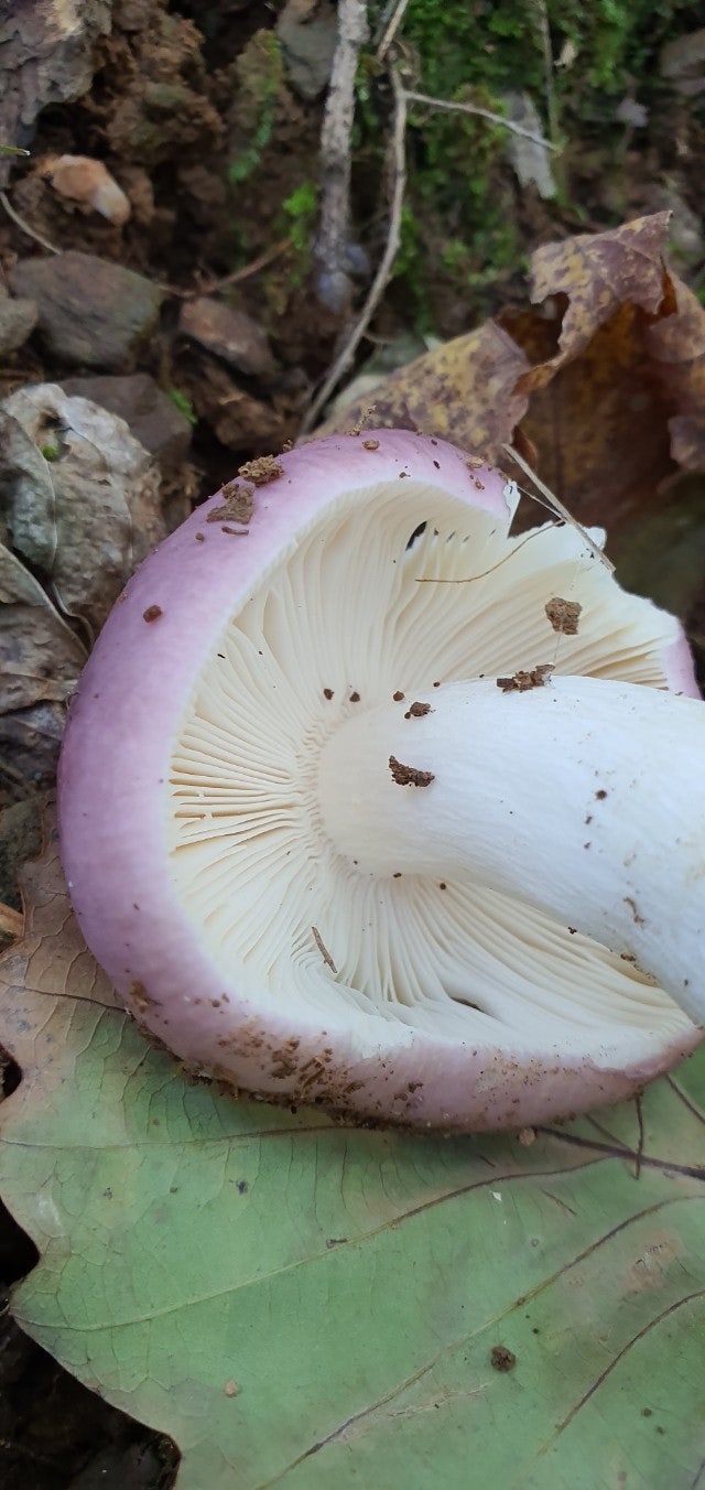 하늘색무당버섯 russula azurea : 네이버 블로그