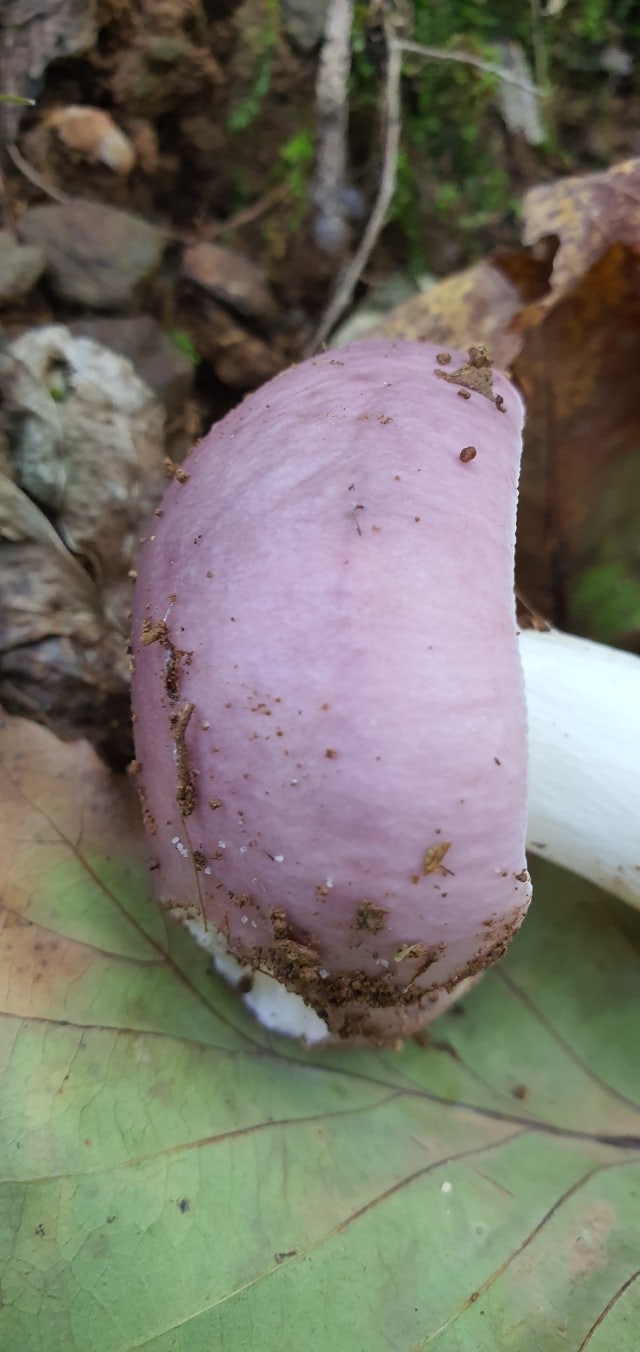 하늘색무당버섯 russula azurea : 네이버 블로그