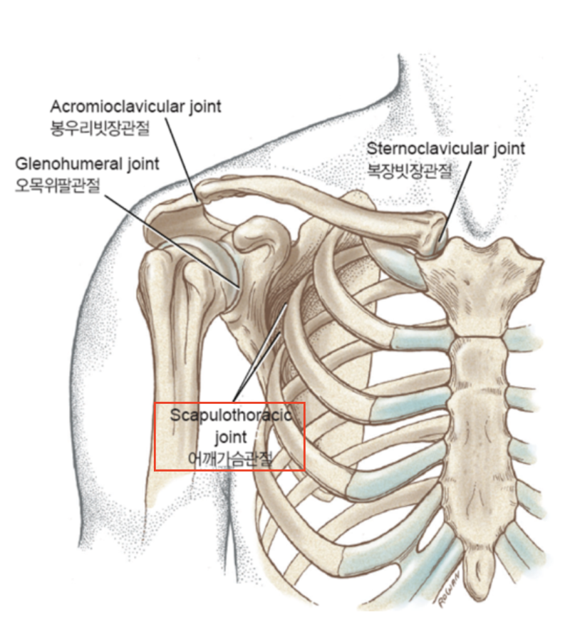 뉴만shoulder Complexscapulothoracic Joint St Joint어깨가슴관절견흉관절 네이버 블로그