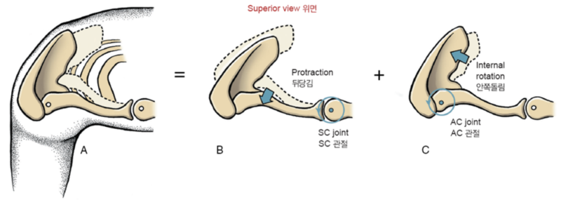 (뉴만)shoulder complex/Scapulothoracic joint (ST Joint)어깨가슴관절(견흉관절) : 네이버 블로그