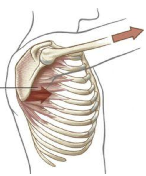 뉴만shoulder Complexscapulothoracic Joint St Joint어깨가슴관절견흉관절 네이버 블로그