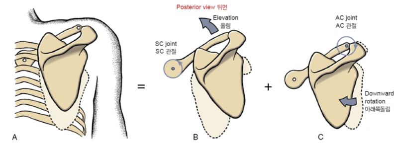 (뉴만)shoulder complex/Scapulothoracic joint (ST Joint)어깨가슴관절(견흉관절) : 네이버 블로그