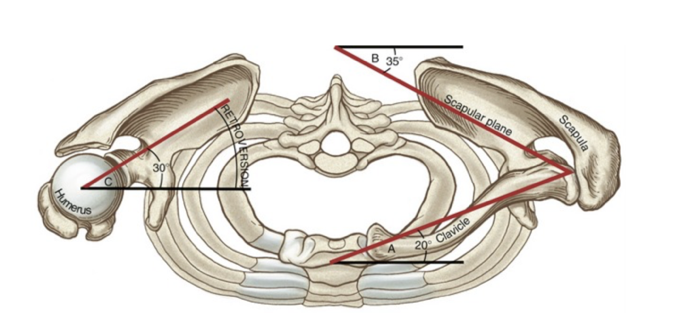 뉴만shoulder Complexscapulothoracic Joint St Joint어깨가슴관절견흉관절 네이버 블로그