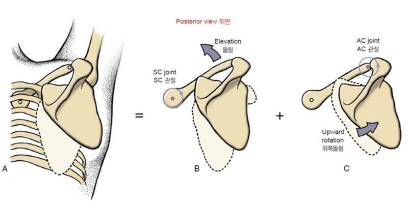 (뉴만)shoulder complex/Scapulothoracic joint (ST Joint)어깨가슴관절(견흉관절) : 네이버 블로그