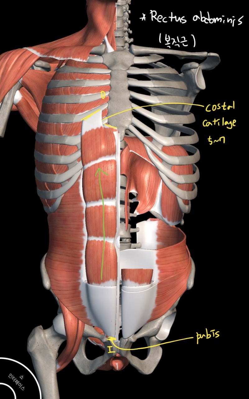 복직근(배곧은근, Rectus abdominis) 복횡근(배가로근, Transverse Abdominis) 기시, 정지, 기능 ...