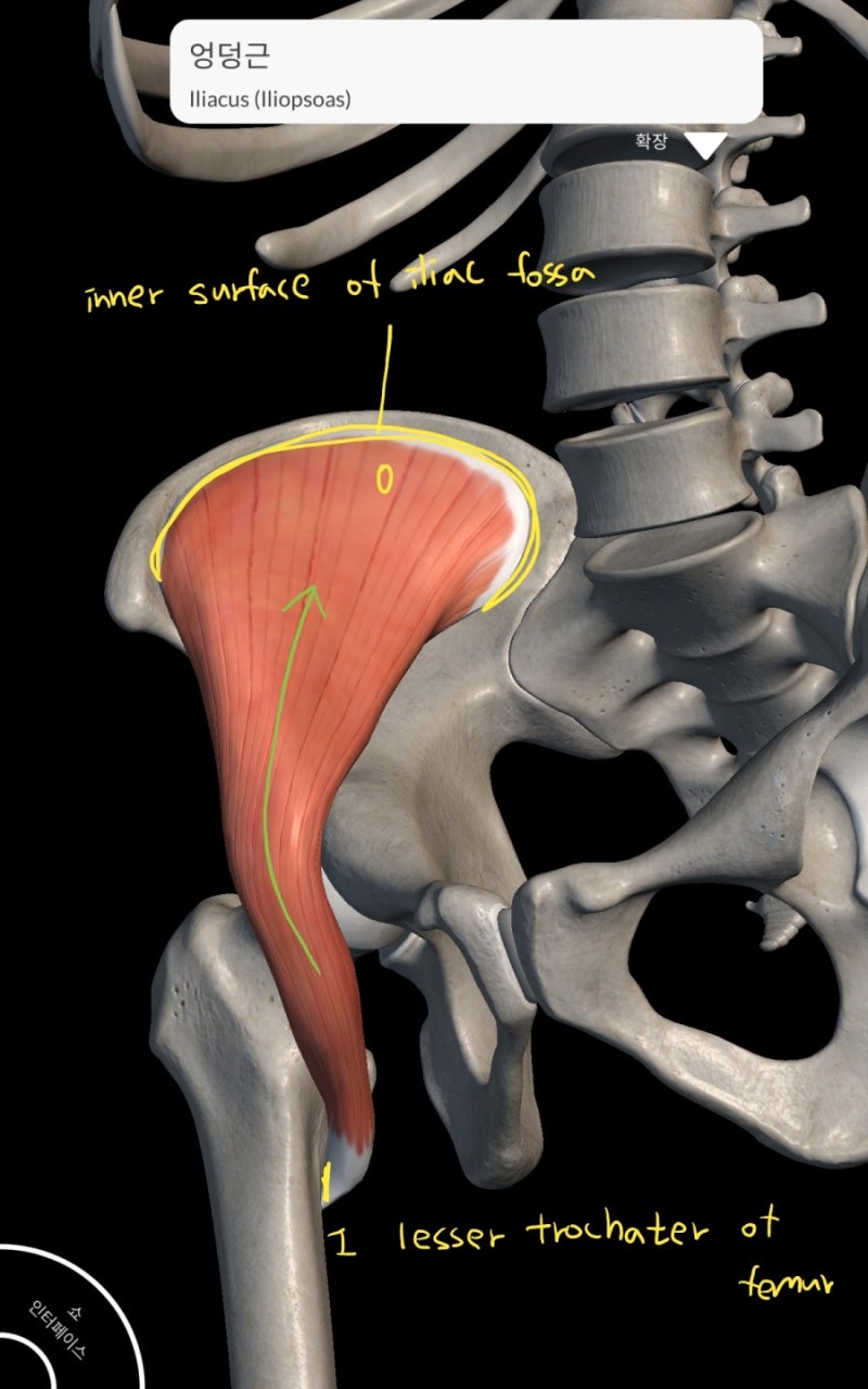 장요근(iliopsoas muscle) 대요근(psoas major) 장골근(iliacus) 기시, 정지, 기능 : 네이버 블로그