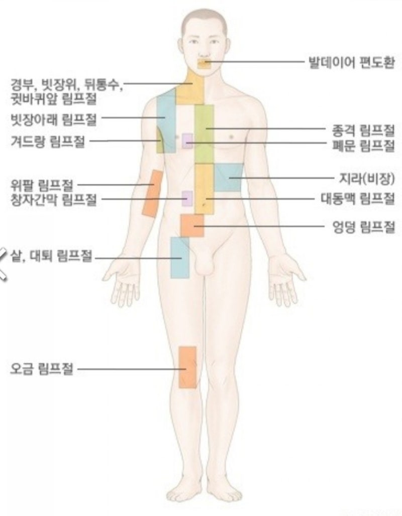 임파선림프절 위치 림프순환마사지 림프 건강법 네이버 블로그