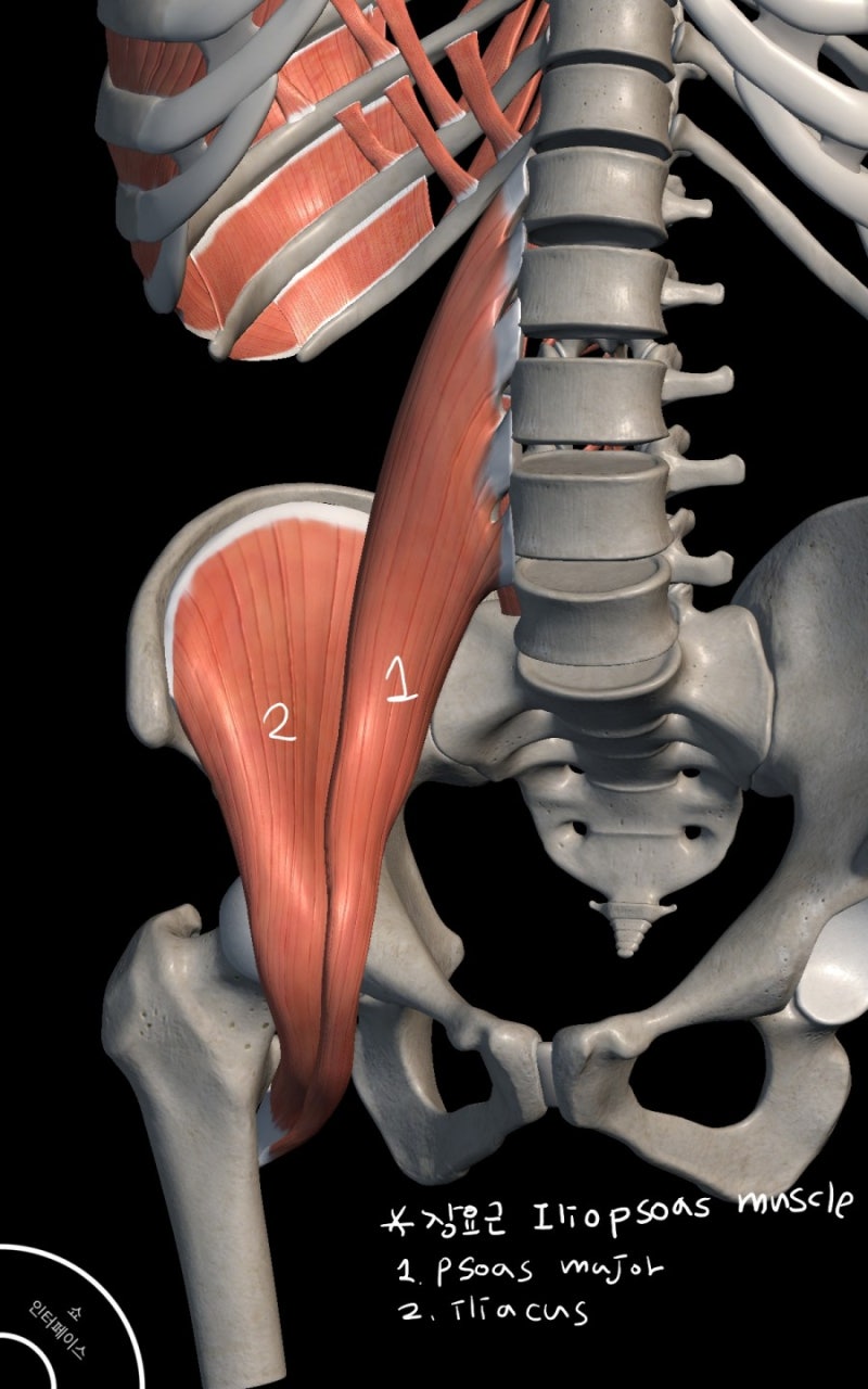 장요근(iliopsoas muscle) 대요근(psoas major) 장골근(iliacus) 기시, 정지, 기능 : 네이버 블로그