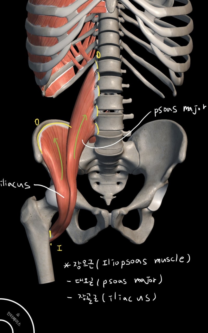 장요근(iliopsoas muscle) 대요근(psoas major) 장골근(iliacus) 기시, 정지, 기능 : 네이버 블로그