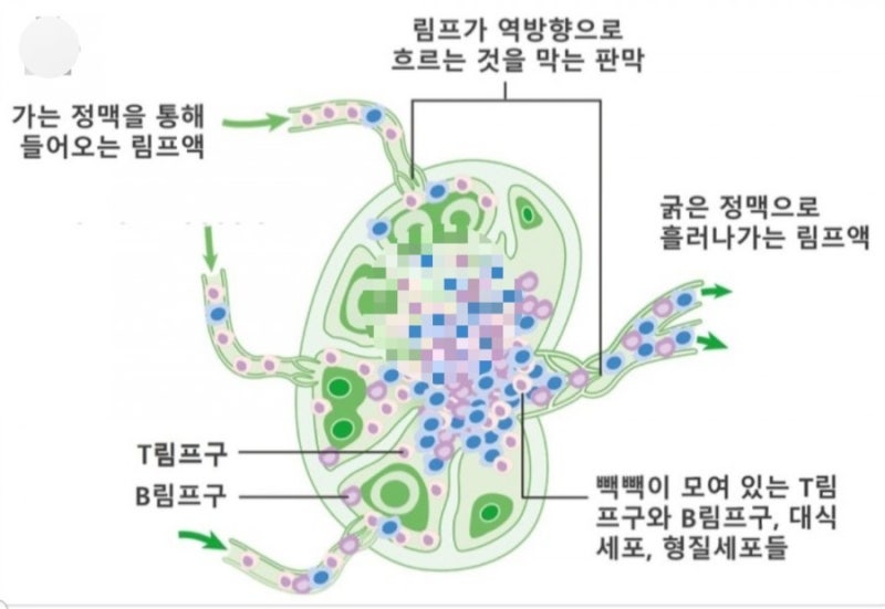 임파선림프절 위치 림프순환마사지 림프 건강법 네이버 블로그