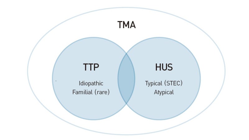 TTP/HUS: 개요 - 혈전미세혈관병증(thrombotic microangiopathy, TMA), 선천/특발 혈전혈소판감소 ...