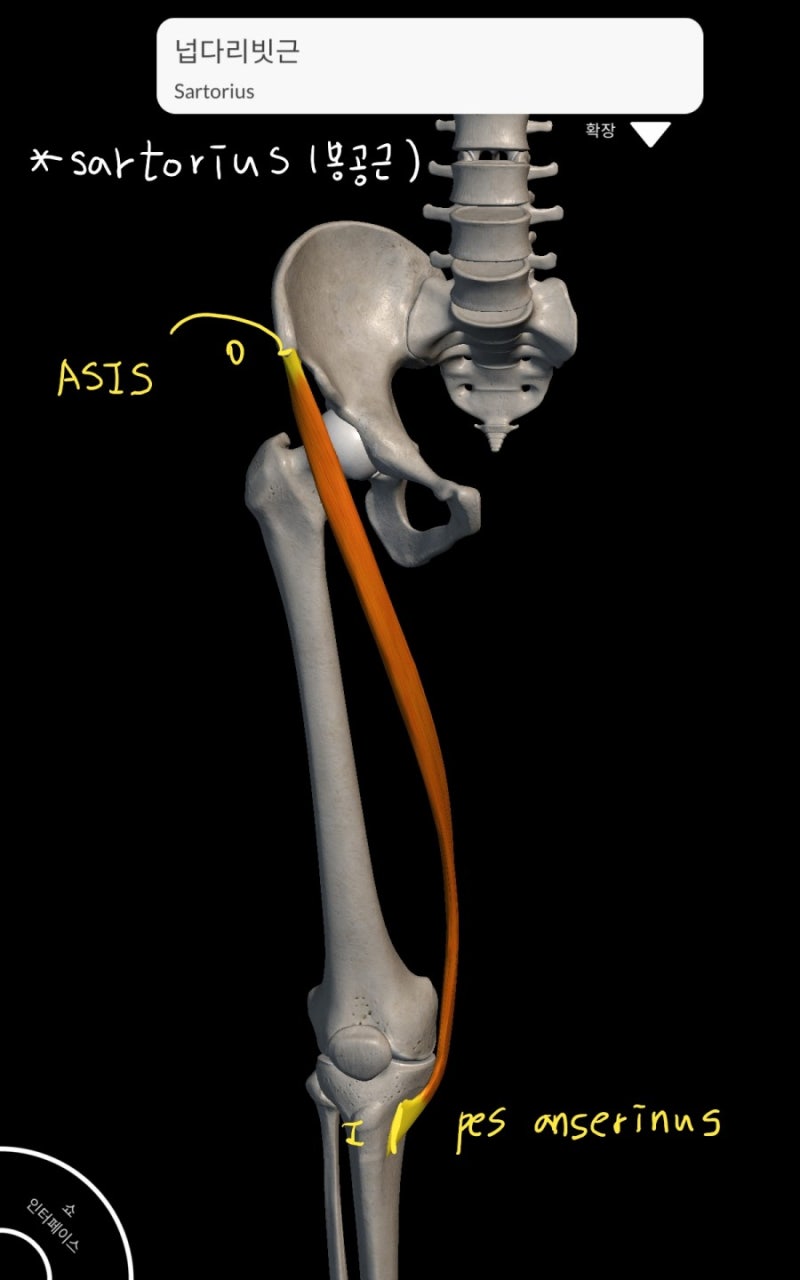 봉공근(넙다리빗근, sartorius) 기시, 정지, 기능 : 네이버 블로그