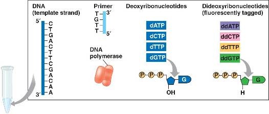 Sanger sequencing - ddntp chain termination : 네이버 블로그