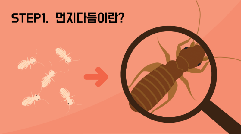 새 집에서 자주 출몰하는 먼지다듬이 퇴치법 네이버 블로그