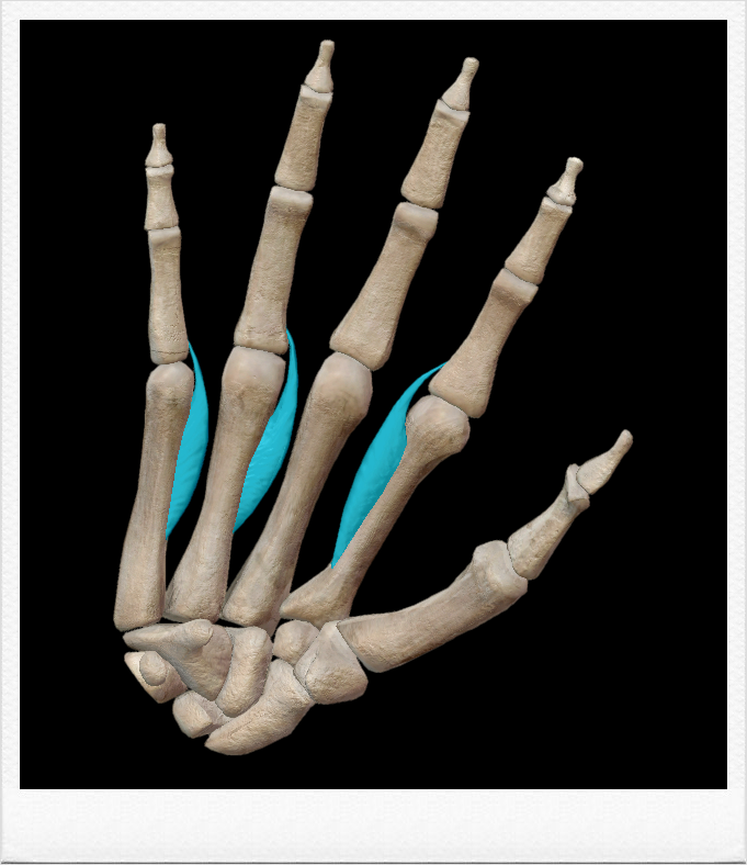 해부학 근육학 손근육hand Muscle 뼈사이근육 바닥쪽뼈사이근장측골간근ㆍpalmar