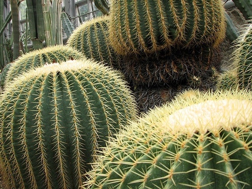 치과진료실에서 “Spiky”라고 들어봤나?_1 : 네이버 블로그