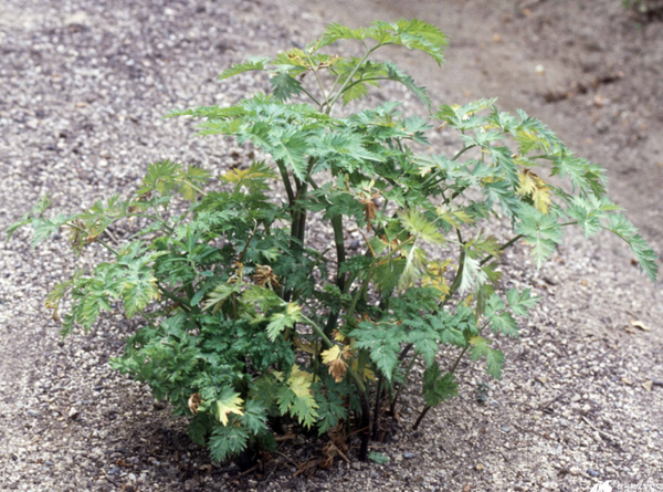 트루자임 화장품 성분 / 천궁뿌리추출물 Cnidium Officinale Root Extract : 네이버 블로그