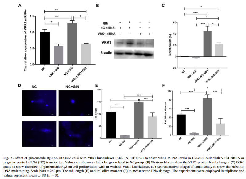 [암/본초] Ginsenoside Rg3(인삼 성분)은 비소세포폐암에서 DNA 손상을 조절한다: VRK1/P53BP1 ...