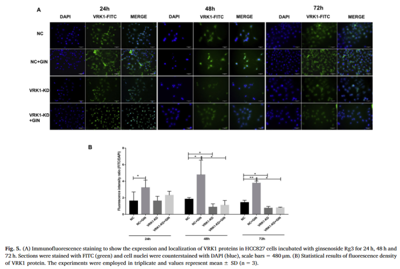 [암/본초] Ginsenoside Rg3(인삼 성분)은 비소세포폐암에서 DNA 손상을 조절한다: VRK1/P53BP1 ...