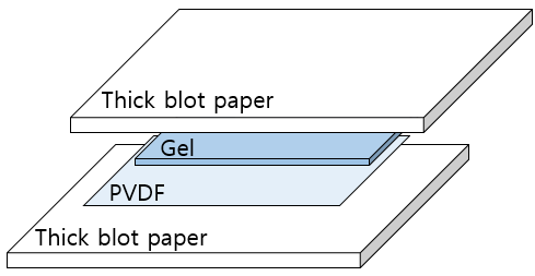 Western blot - 3. Semi-dry transfer : 네이버 블로그