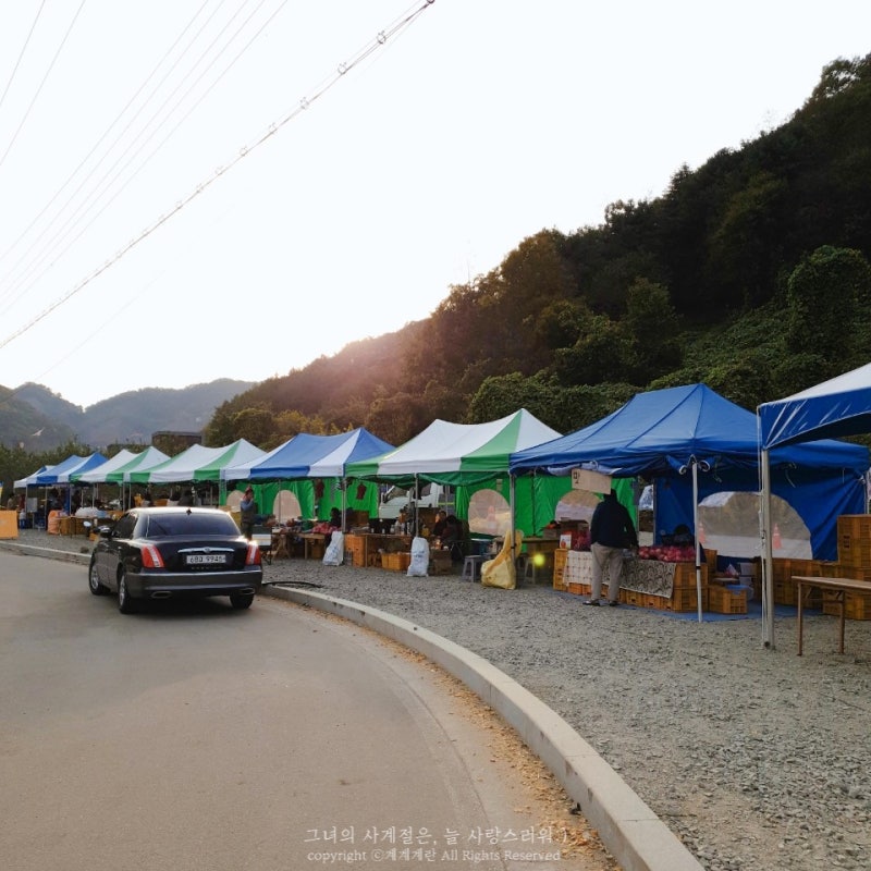 괴산 문광저수지 은행나무길 주차 포토존 단풍시기 네이버 블로그