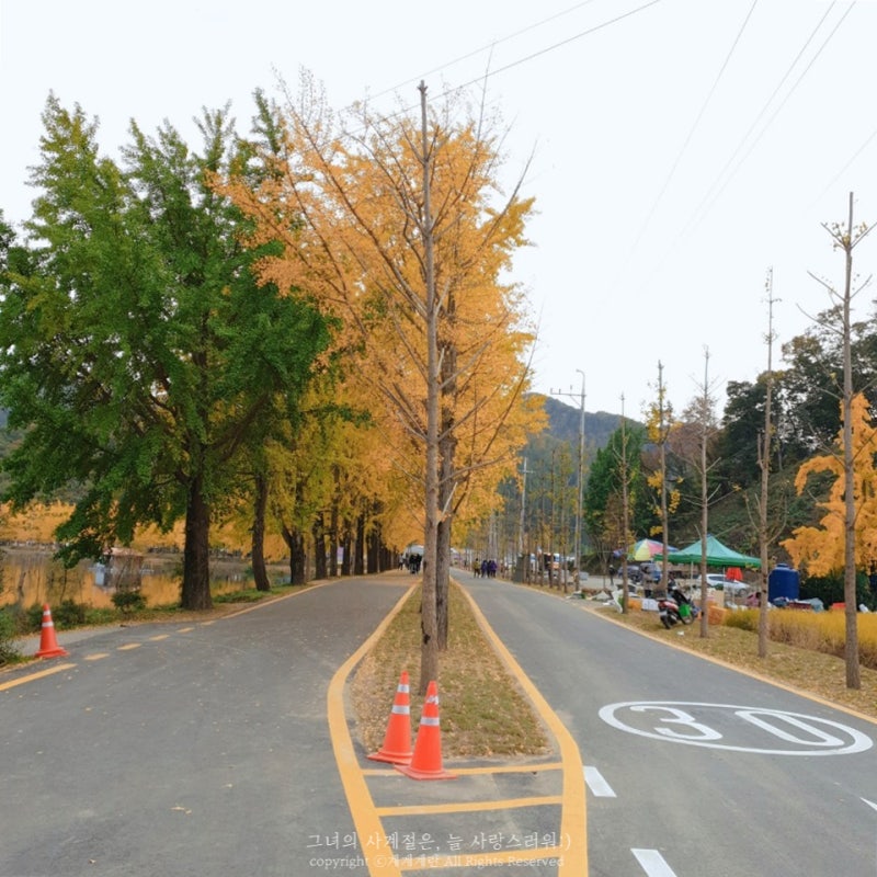 괴산 문광저수지 은행나무길 주차 포토존 단풍시기 네이버 블로그