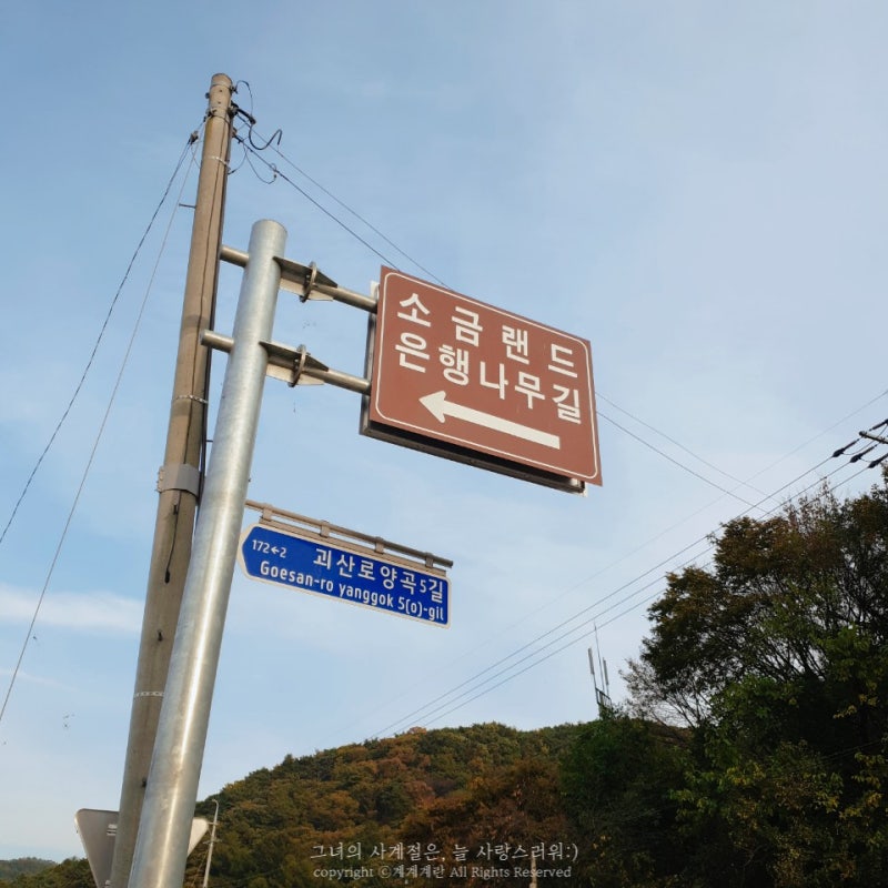 괴산 문광저수지 은행나무길 주차 포토존 단풍시기 네이버 블로그