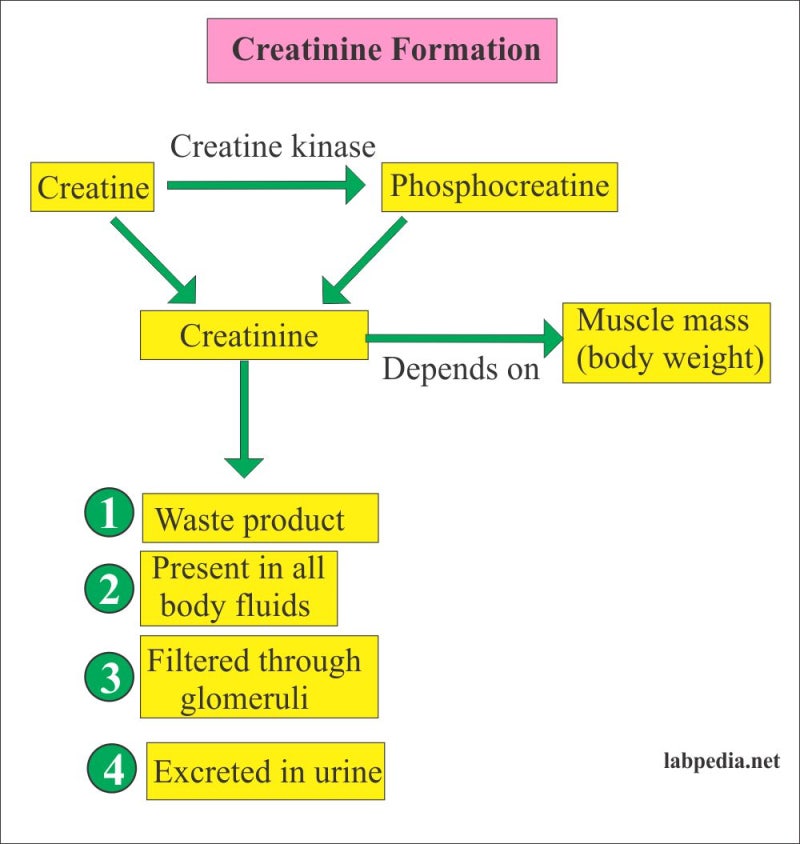 크레아티닌 검사(Creatinine Test) : 네이버 블로그