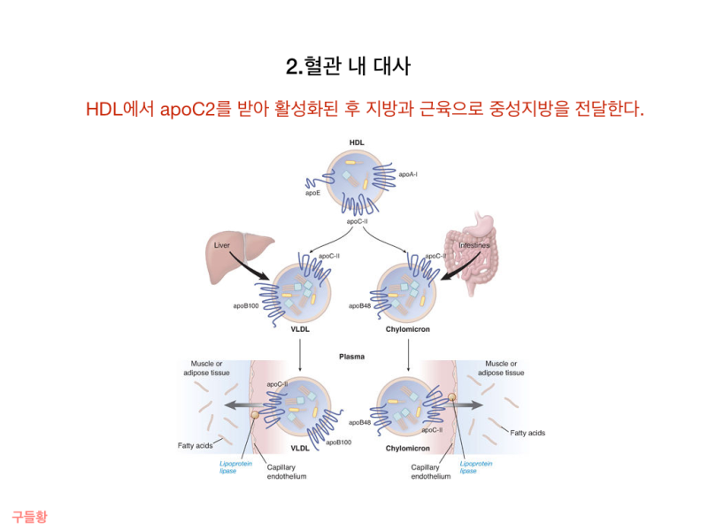 20-1.Apo-B함유 지질단백의 대사 : 네이버 블로그