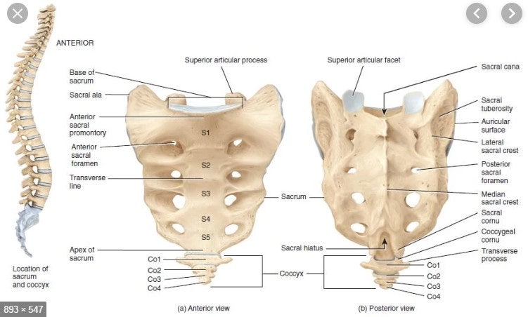척주 - Vertebral Column 등뼈 Thoracic Vertebra 허리뼈 Lumbar Vertebra 엉치뼈 ...