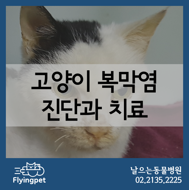 고양이 복막염의 진단과 치료 고양이전염성복막염 고양이fip치료제 Gs441524 고양이복막염 Fip 고양이코로나