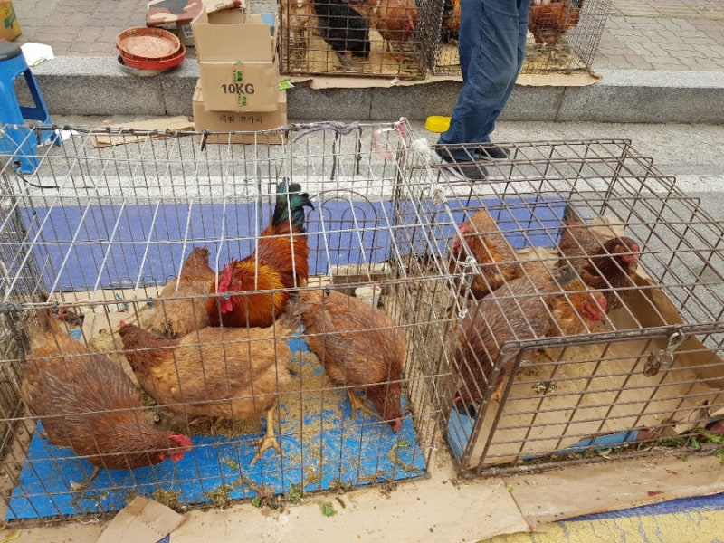 경기도5일장 먹거리 볼거리 많은 여주오일장 꼼꼼후기 네이버 블로그