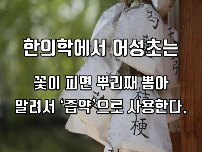 어성초의 효능과 부작용 먹는방법 네이버 블로그