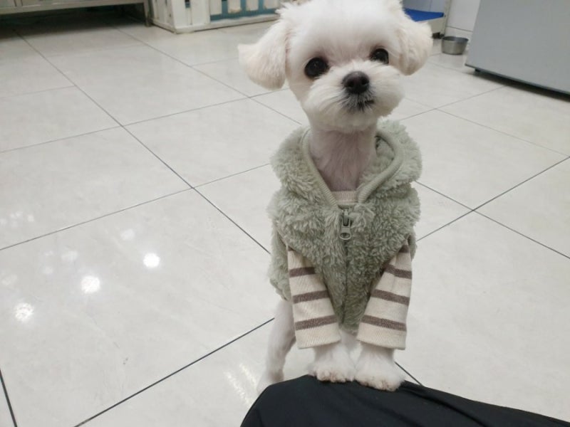 괴정애견미용 말티즈미용 말티즈스포팅 베이비컷곰돌이컷 울애기들 이쁨업그레이드♡ 네이버 블로그