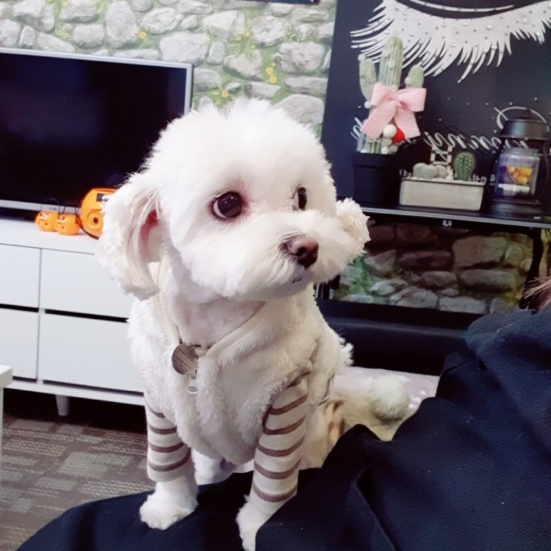 괴정애견미용 말티즈미용 말티즈스포팅 베이비컷곰돌이컷 울애기들 이쁨업그레이드♡ 네이버 블로그