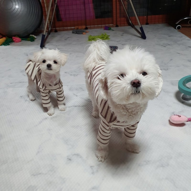 괴정애견미용 말티즈미용 말티즈스포팅 베이비컷곰돌이컷 울애기들 이쁨업그레이드♡ 네이버 블로그