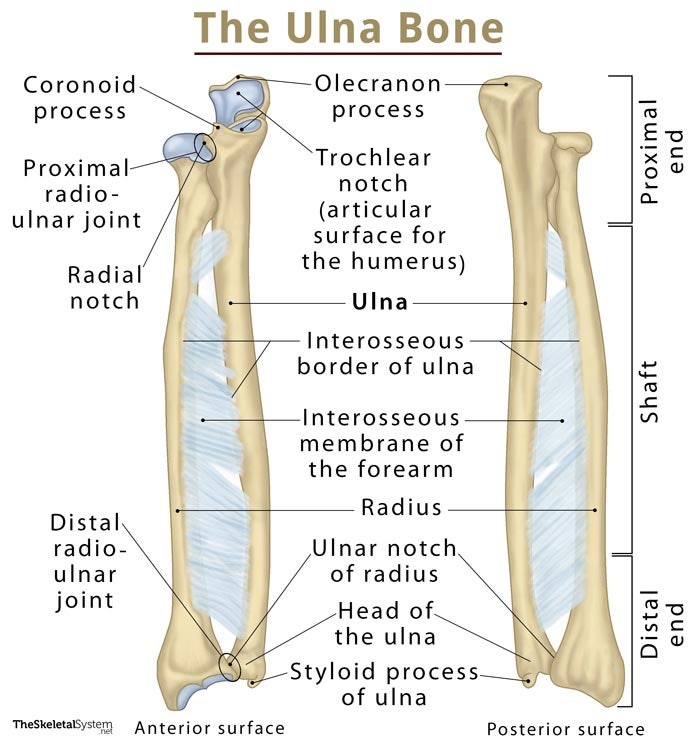 자유팔뼈 Free Bone of Upper Limb위팔뼈(상완골 Humerus) 자뼈(척골 Ulna) 노뼈(요골 Radius ...