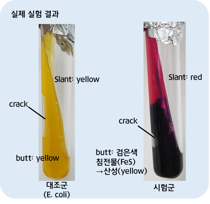 [식품위생학실험6]characterization of isolated salmonella 살모넬라 확인시험 / TSI agar ...