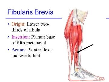 [1일/1study]Fibularis longus-장비골근, Fibularis brevis-단비골근, Popliteus-슬와근 ...