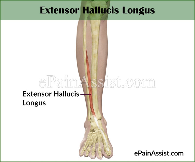 [1일/1study]Tibialis anterior-전경골근, Extensor digitorum longus-장지신근 ...