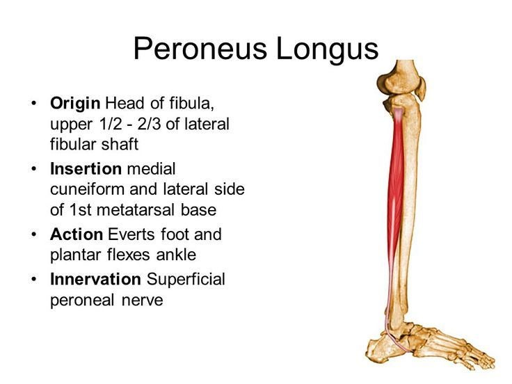 [1일/1study]Fibularis longus-장비골근, Fibularis brevis-단비골근, Popliteus-슬와근 ...